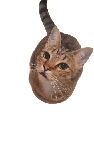 Hinkle Dinkle | Silly Cat TV Series Wiki | Fandom