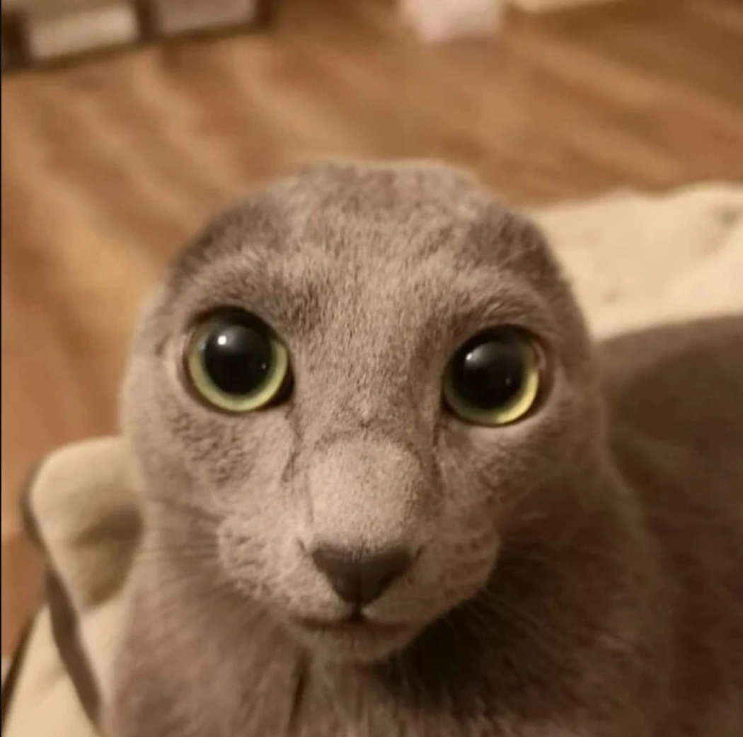 Ploobie | Silly Cat TV Series Wiki | Fandom