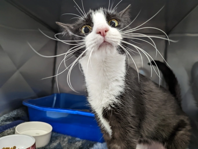 Fouet | Silly Cat TV Series Wiki | Fandom