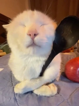 Apple Cat | Silly Cat TV Series Wiki | Fandom