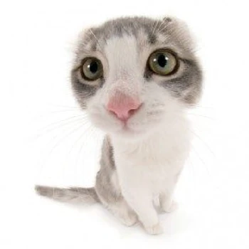 Buh | Silly Cat TV Series Wiki | Fandom