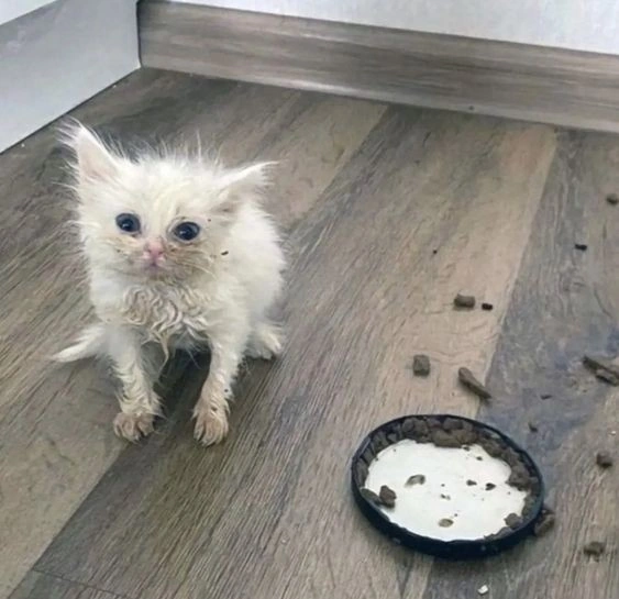 Doo Doo Fart | Silly Cat TV Series Wiki | Fandom