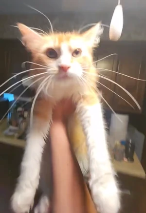 Characters | Silly Cat TV Series Wiki | Fandom