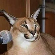 Floppa | Silly Cat TV Series Wiki | Fandom