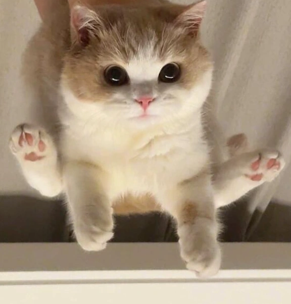 Goober the Second | Silly Cat TV Series Wiki | Fandom