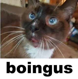 Boingus | Silly Cat TV Series Wiki | Fandom