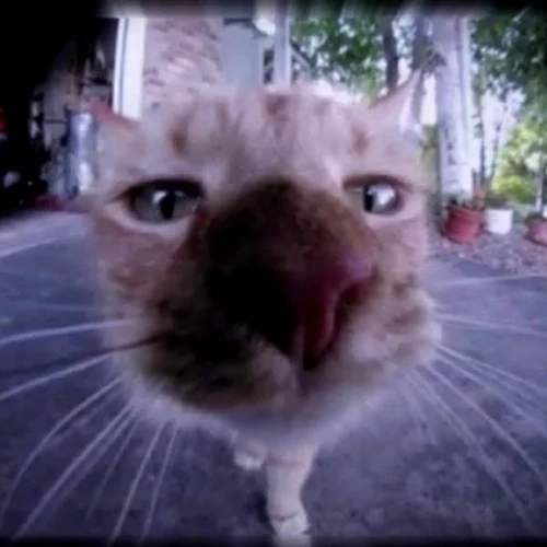 Yoinky | Silly Cat TV Series Wiki | Fandom