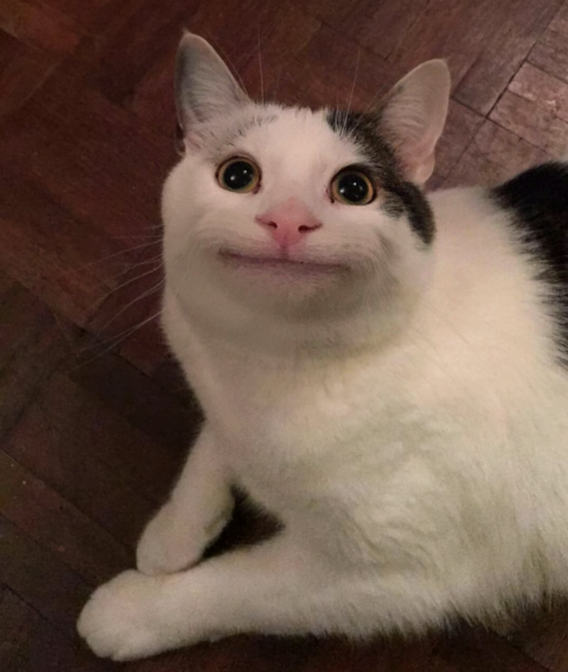 Harold | Silly Cat TV Series Wiki | Fandom