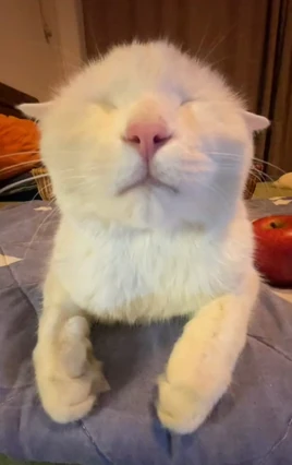 Apple Cat | Silly Cat TV Series Wiki | Fandom