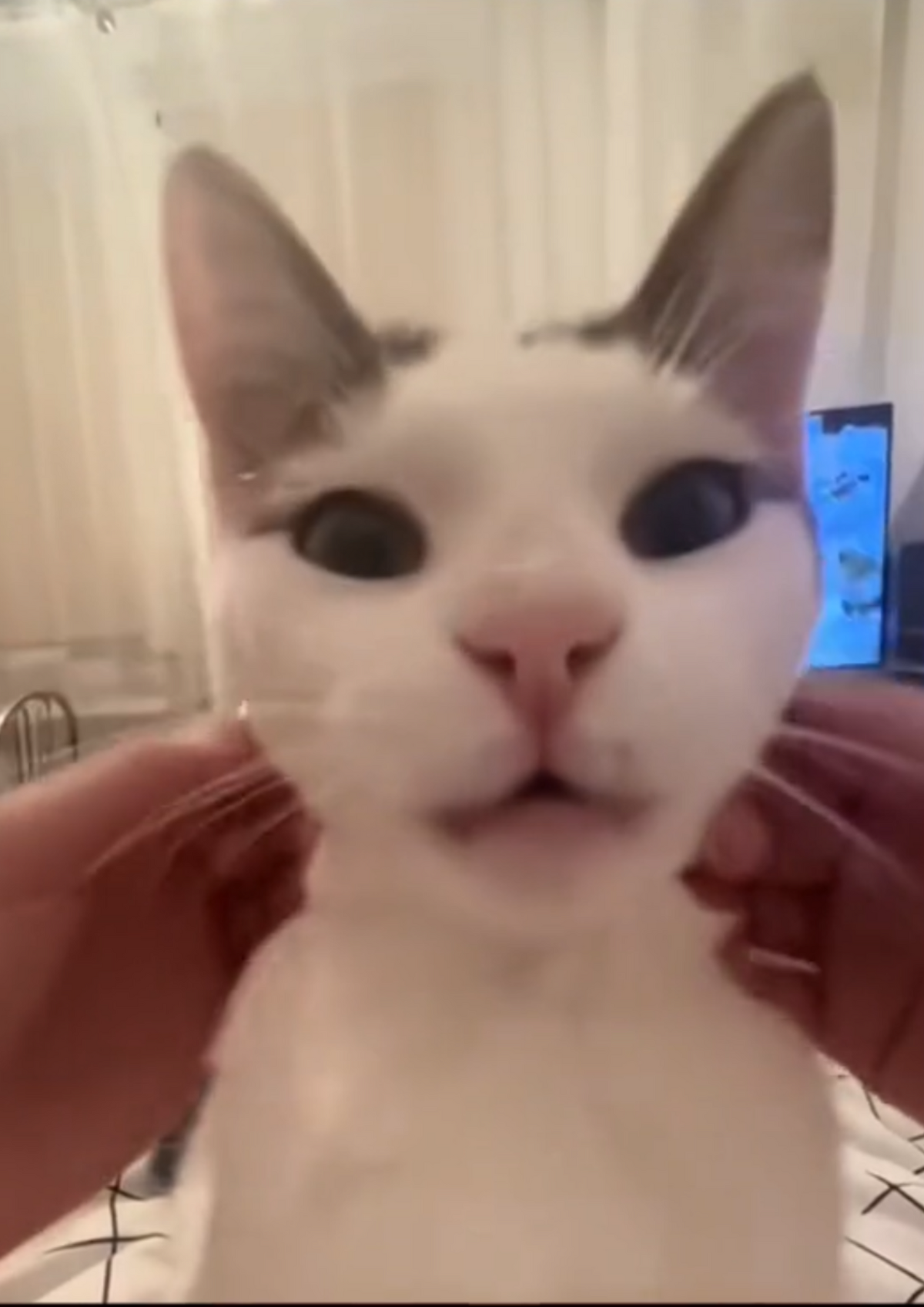 Baguette Dude | Silly Cat TV Series Wiki | Fandom