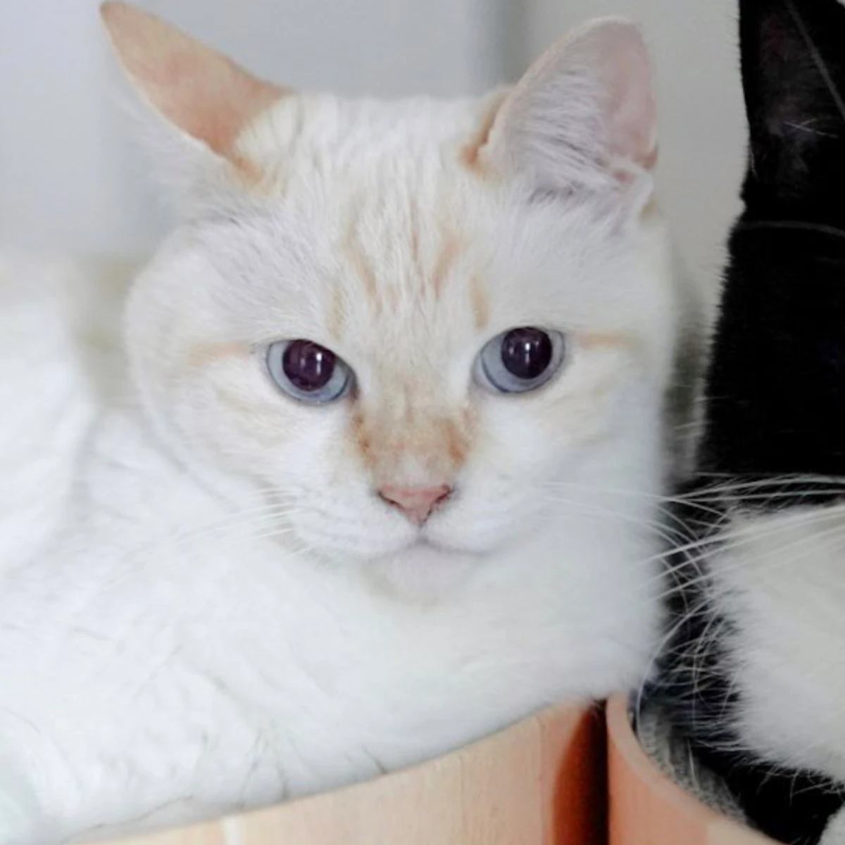 Sora | Silly Cat TV Series Wiki | Fandom