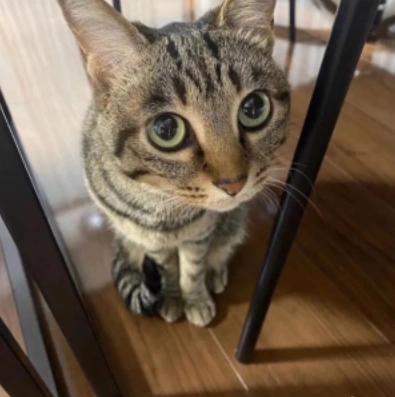 Axle the Kitty | Silly Cat TV Series Wiki | Fandom