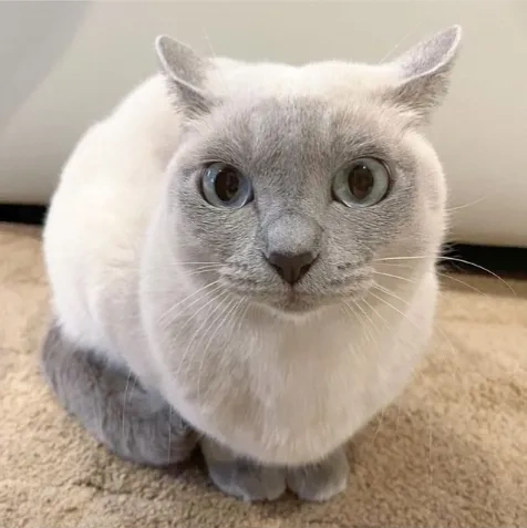 Edward | Silly Cat TV Series Wiki | Fandom