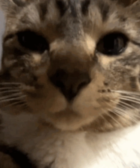 Goober the Third | Silly Cat TV Series Wiki | Fandom