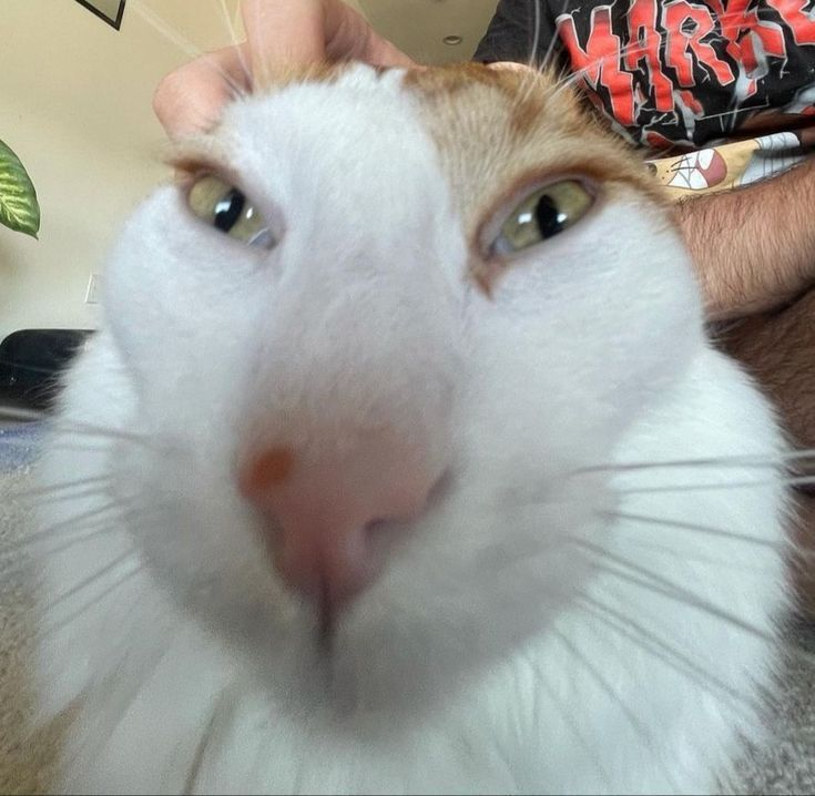 Doobis | Silly Cat Wiki | Fandom