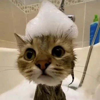 Billy | Silly Cat TV Series Wiki | Fandom