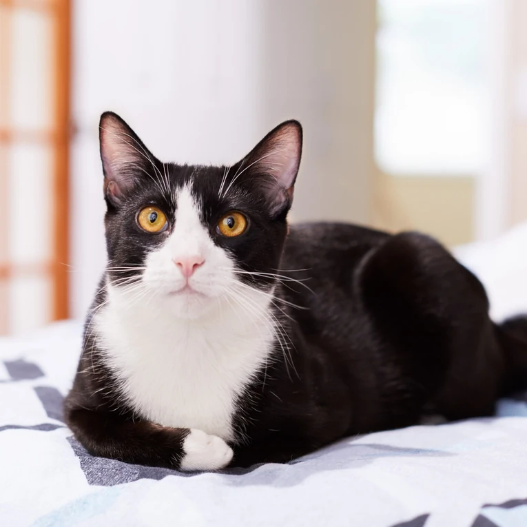 User blog:Grewha02/silly | Silly Cat TV Series Wiki | Fandom