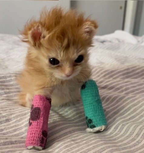 Tater Tot | Silly Cat TV Series Wiki | Fandom