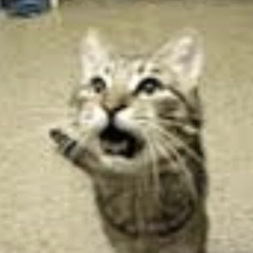 Radio Cat | Silly Cat TV Series Wiki | Fandom