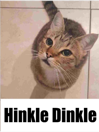 Hinkle Dinkle | Silly Cat TV Series Wiki | Fandom