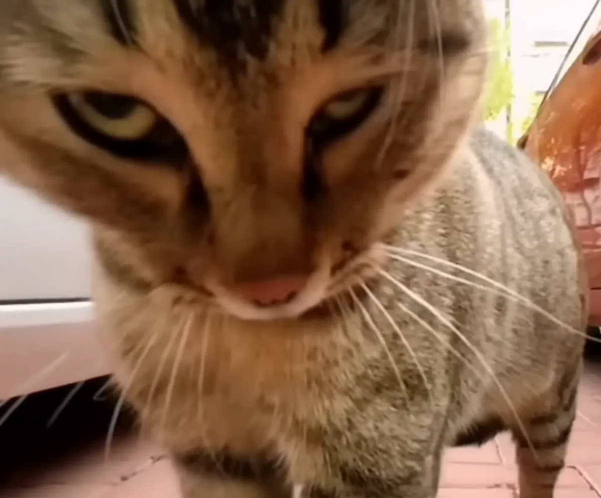 Bert Silly Cat Tv Series Wiki Fandom