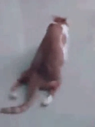 Zingus | Silly Cat TV Series Wiki | Fandom