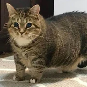 Ethel the Cat | Silly Cat TV Series Wiki | Fandom