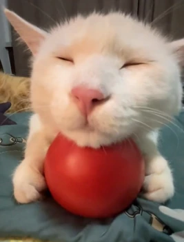 Apple Cat | Silly Cat TV Series Wiki | Fandom