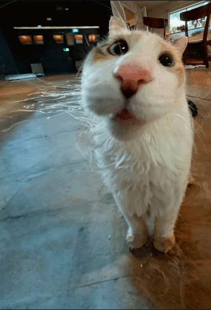 Goober the Eighth | Silly Cat TV Series Wiki | Fandom