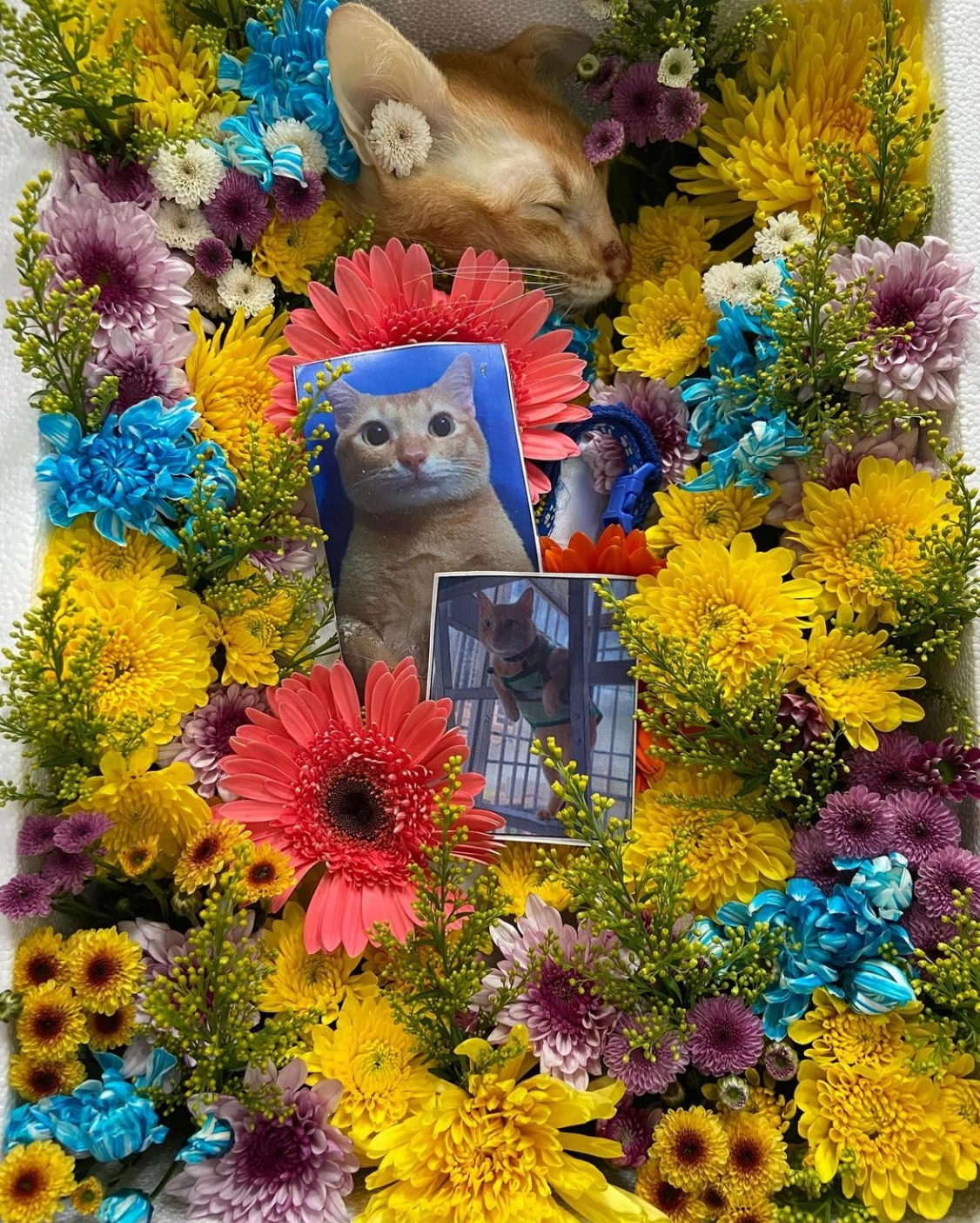 Category:Deceased | Silly Cat Wiki | Fandom