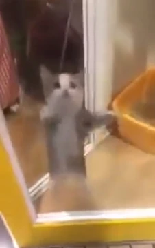 Happy Cats Lol