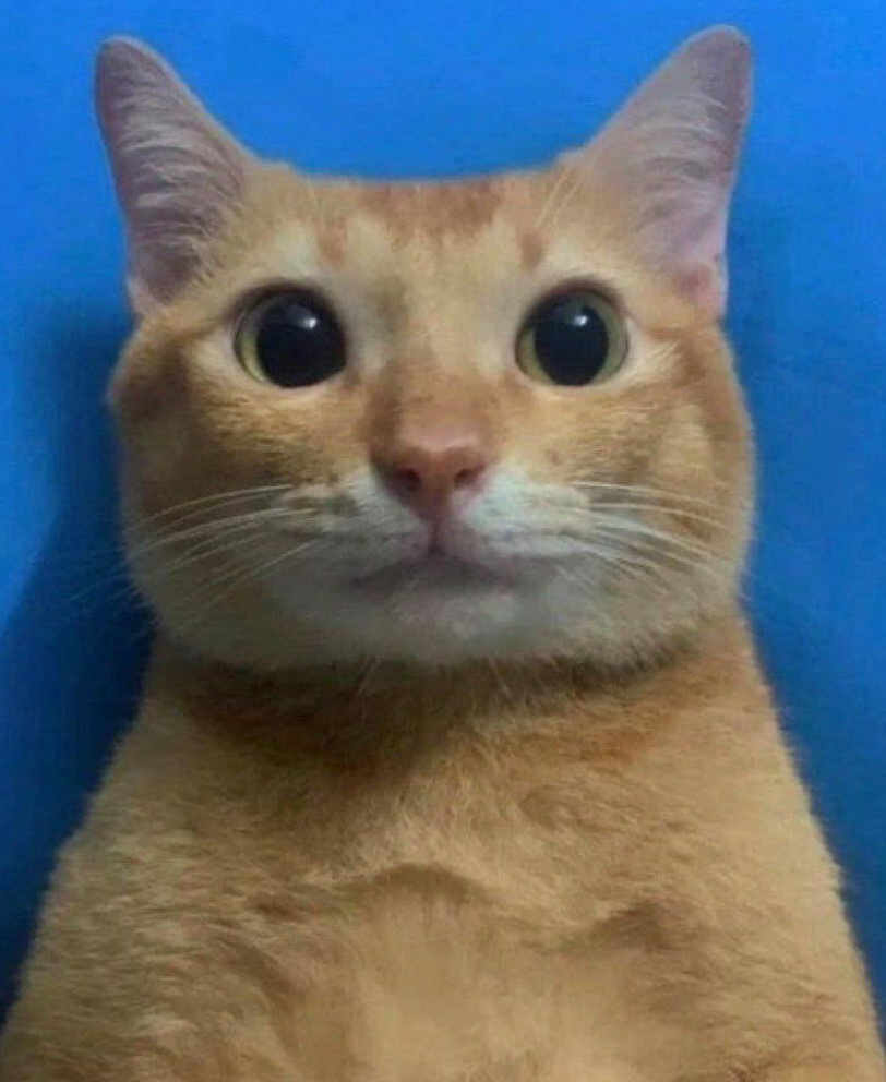 Babem Sillycat Wiki Fandom