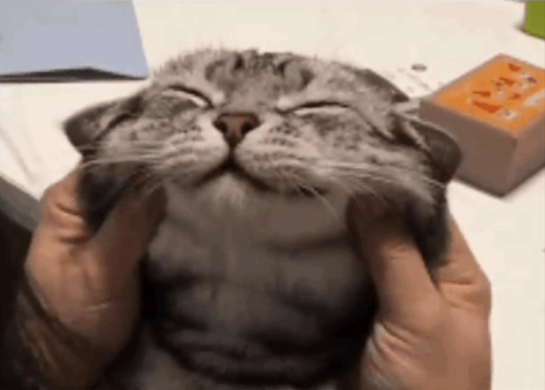 Goober the Fifth | Silly Cat TV Series Wiki | Fandom