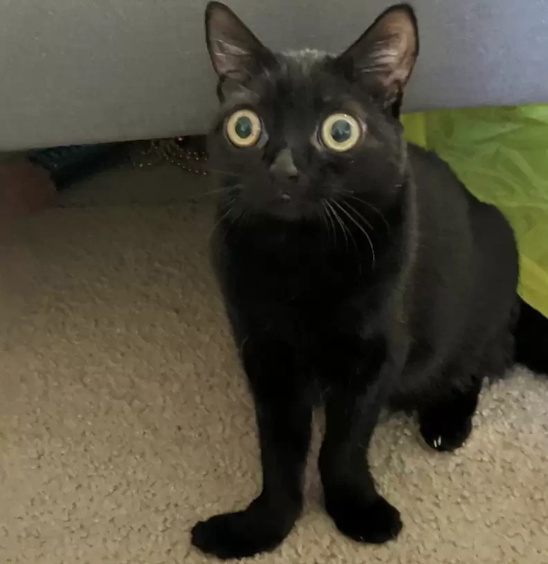 User blog:MayuriMagica/(Test) Stan Silly Cats: Jinx asks Maxwell to do ...