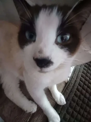 Artyom | Silly Cat TV Series Wiki | Fandom