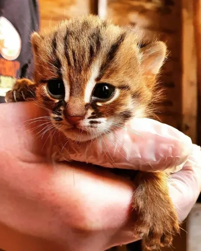 Belize | Silly Cat TV Series Wiki | Fandom