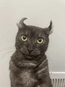 Meevin | Silly Cat TV Series Wiki | Fandom