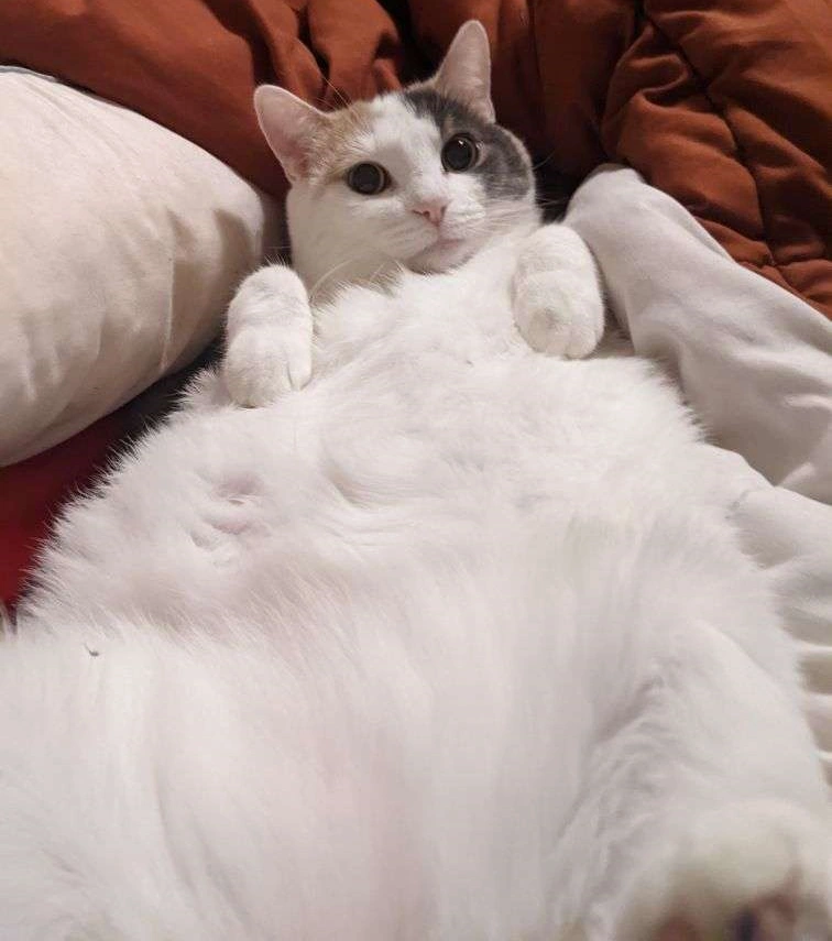 Kyky | Silly Cat TV Series Wiki | Fandom