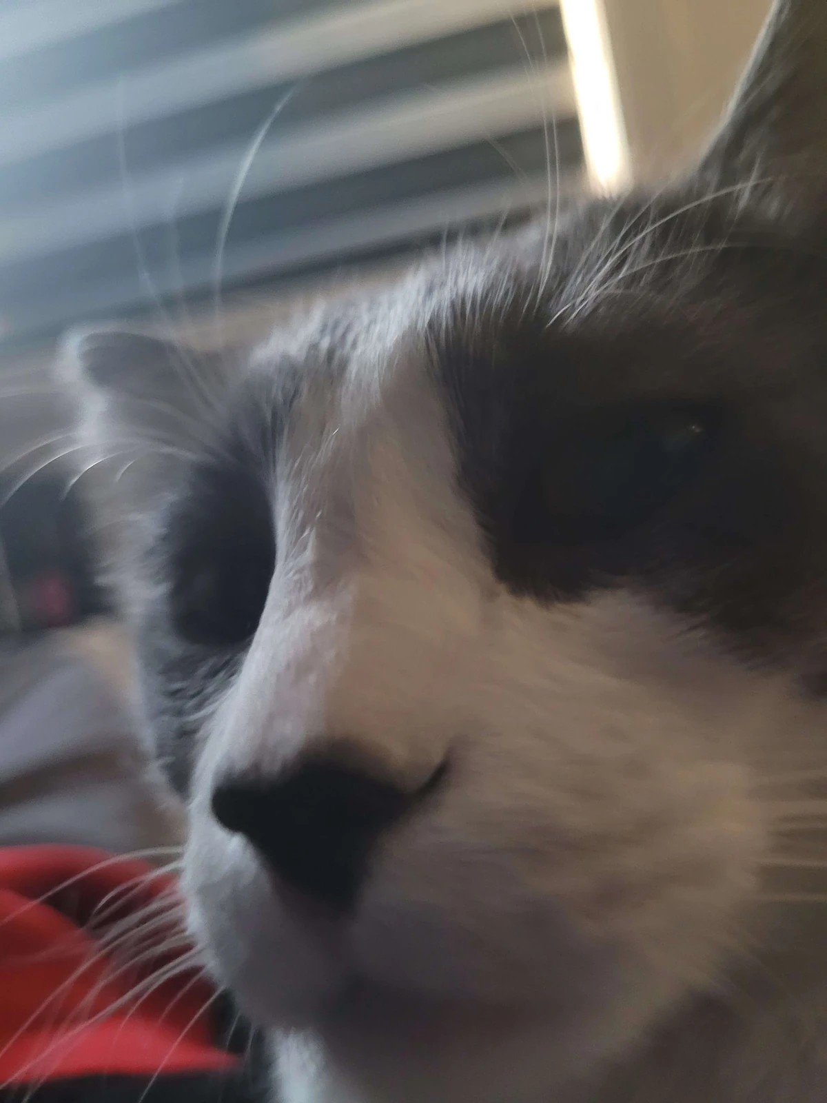 Dr. Silly Willy | Silly Cat TV Series Wiki | Fandom