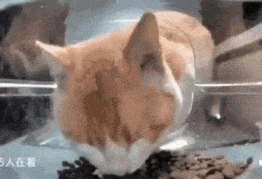 Mr. Shock | Silly Cat TV Series Wiki | Fandom