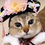 Tole Tole | Silly Cat TV Series Wiki | Fandom