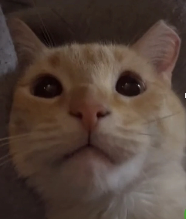 Halo | Silly Cat TV Series Wiki | Fandom