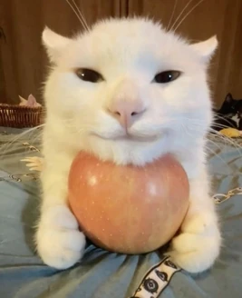 Apple Cat | Silly Cat TV Series Wiki | Fandom