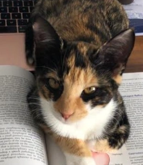 Study Cat | Silly Cat TV Series Wiki | Fandom