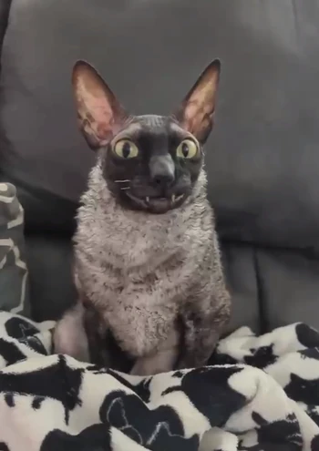 Bat Cat | Silly Cat TV Series Wiki | Fandom