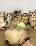 Tole Tole | Silly Cat TV Series Wiki | Fandom