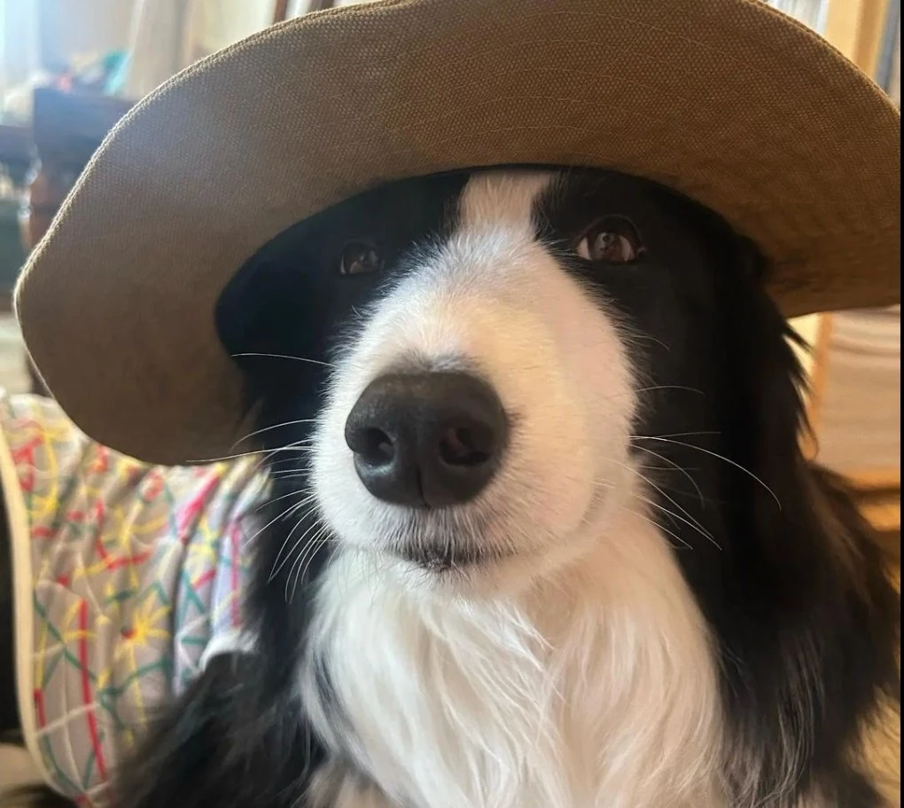 Silly Dogs Wiki | Fandom