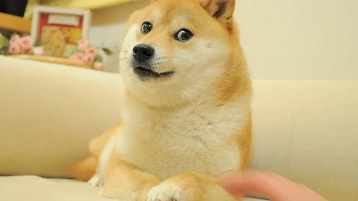 Doge | Silly Dogs Wiki | Fandom