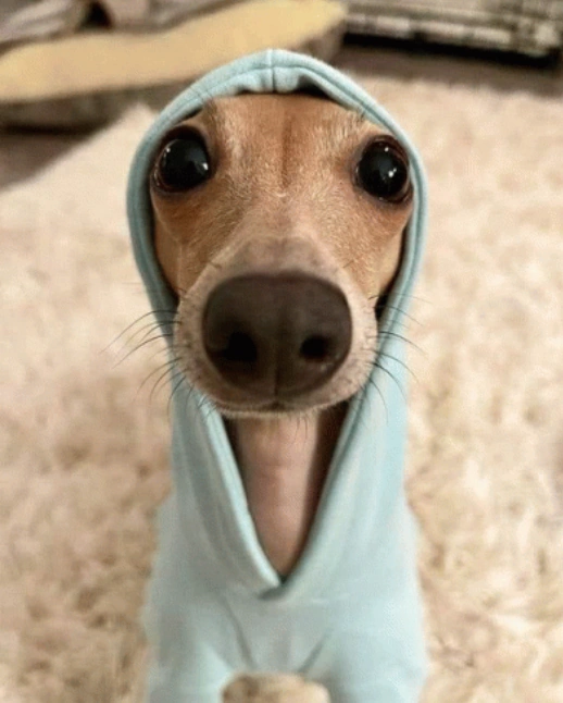 Weenie | Silly Dogs Wiki | Fandom