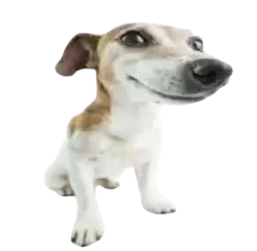 Characters | Silly Dogs Wiki | Fandom